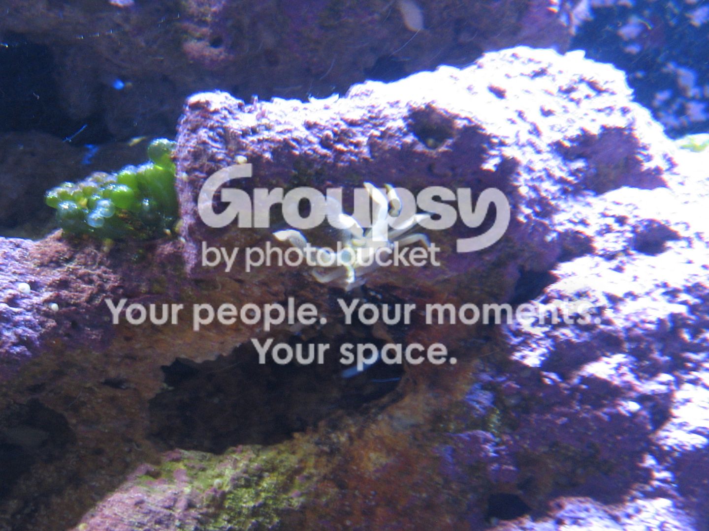 Bad Crustacean Molt - Reef Keeping - Austin Reef Club