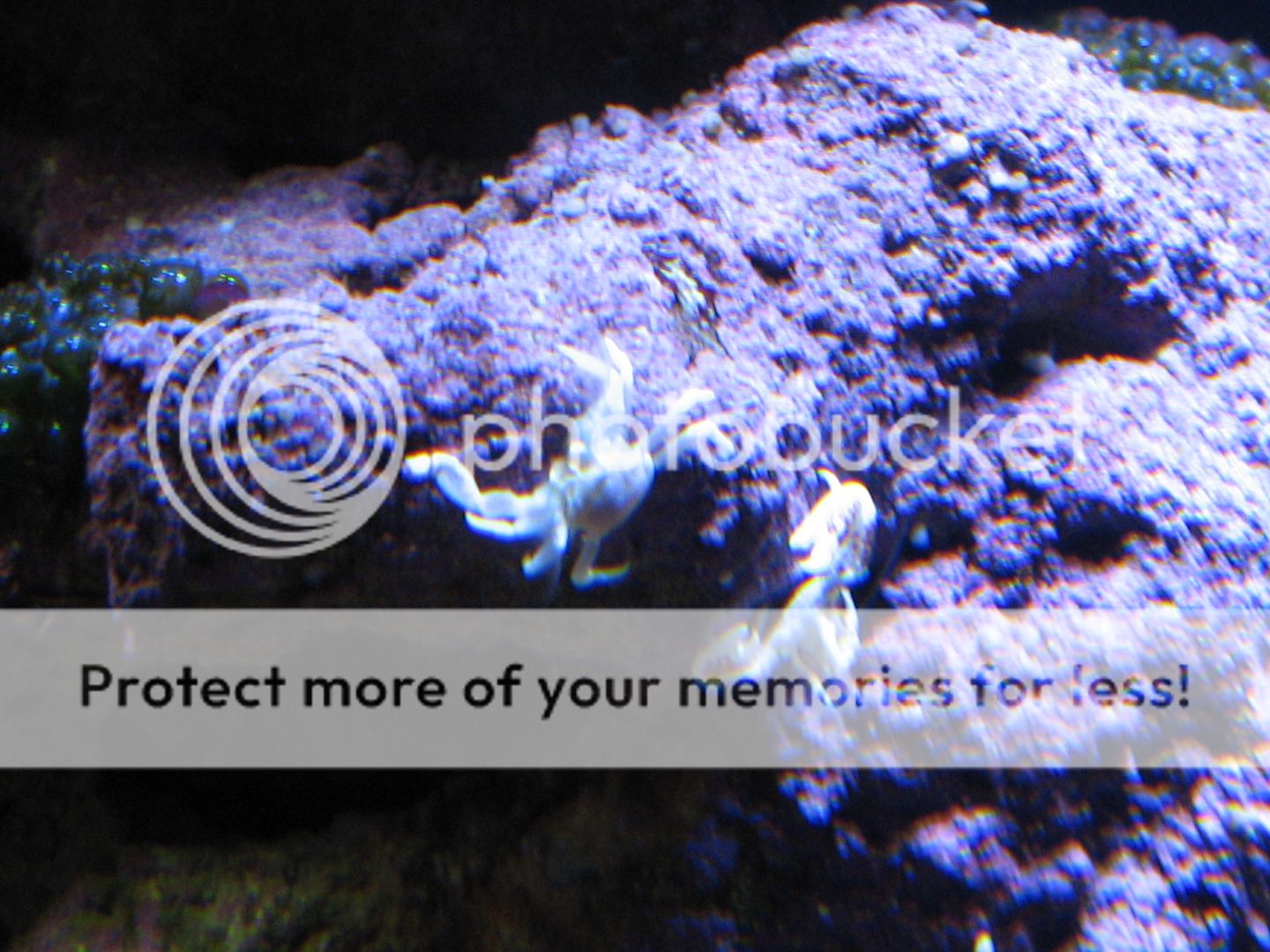 Bad Crustacean Molt - Reef Keeping - Austin Reef Club