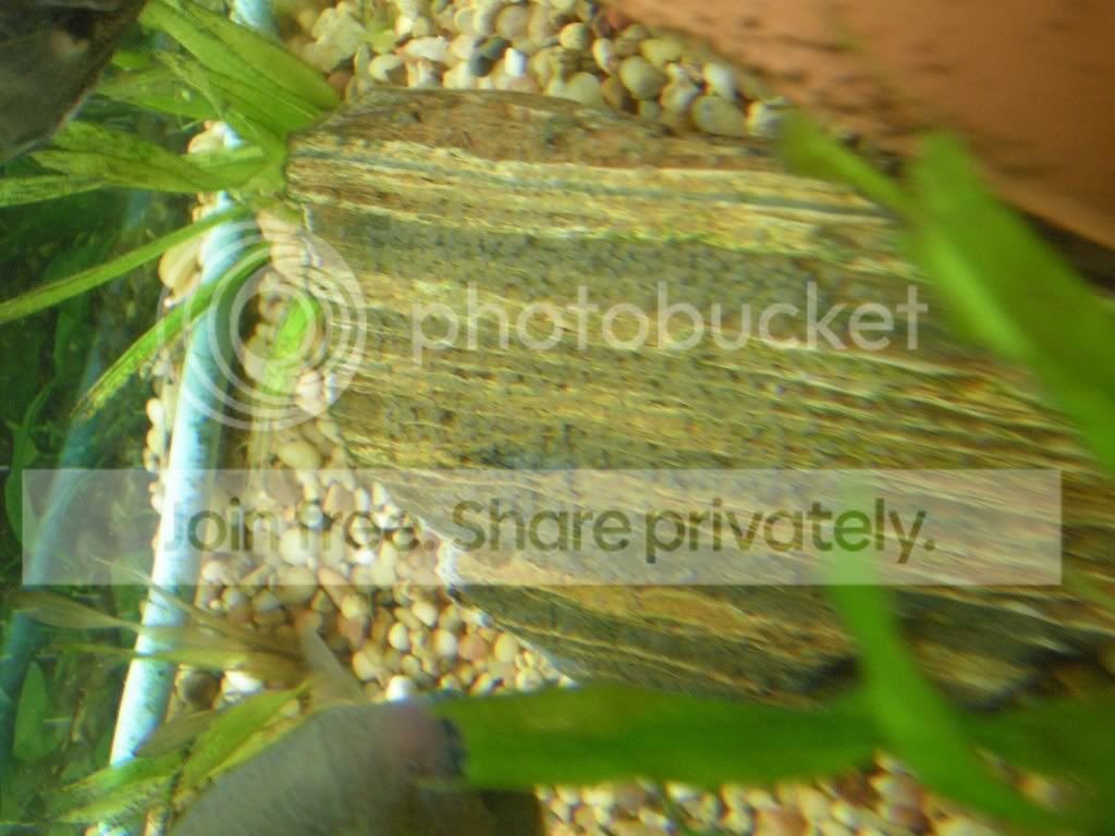 Vieja fenestratus New Spawn Today | Cichlid Fish Forum