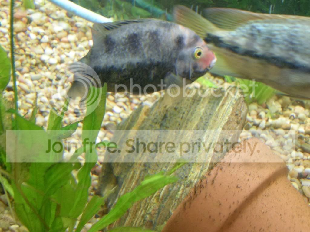 Vieja fenestratus New Spawn Today | Cichlid Fish Forum