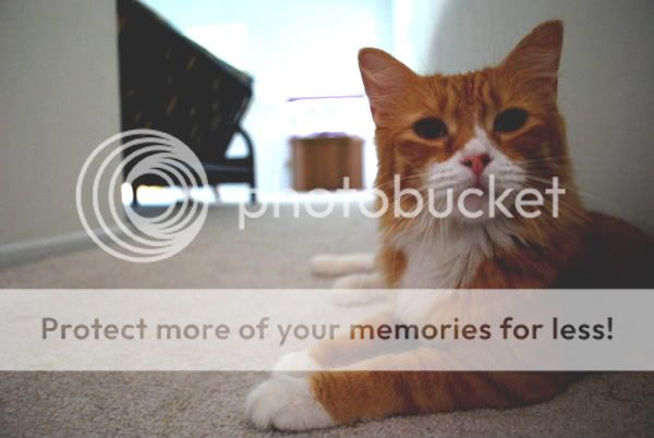 *fact* Turtles like GTI's *Animal Content* | VW GTI MKVI Forum / VW ...