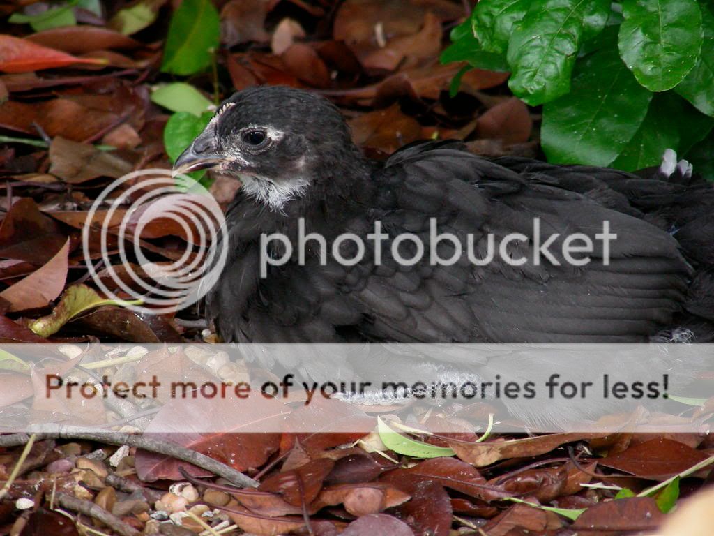 Wobbly chicken - walking problems | BackYard Chickens - Learn How to ...