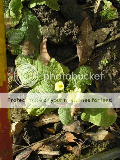 Primel - Arten - fini‘s welt der pflanzenfotos