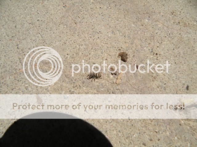 Camera advice, por favor - Field Herp Forum