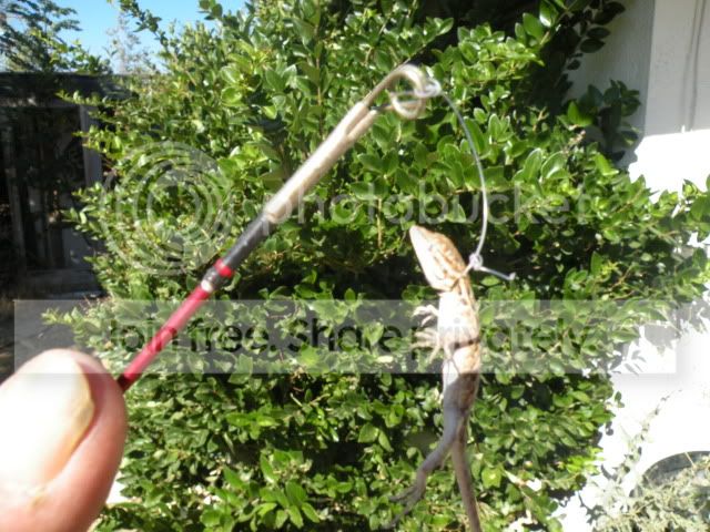 The Great 2010 Lizard-Noosing Challenge! - Field Herp Forum