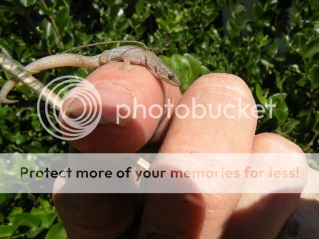 Lizard Nooses - Field Herp Forum