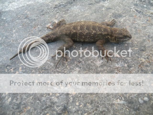 Soquel Demo Forest Outing - Field Herp Forum