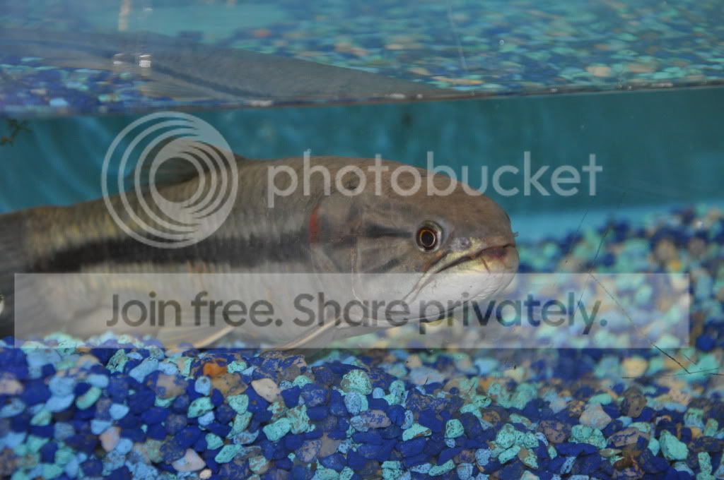 Hoplerythrinus unitaeniatus? | MonsterFishKeepers.com
